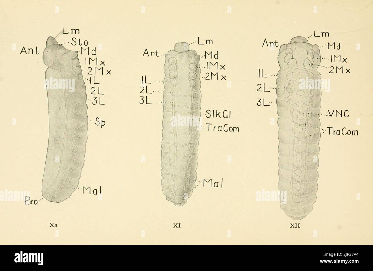 The embryology of the honey bee Stock Photo - Alamy