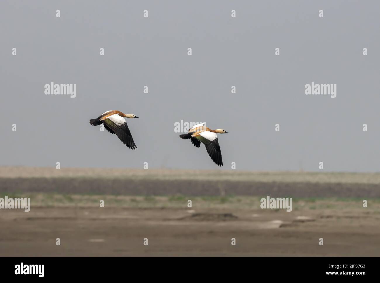 Birds and animals in india hi-res stock photography and images - Alamy