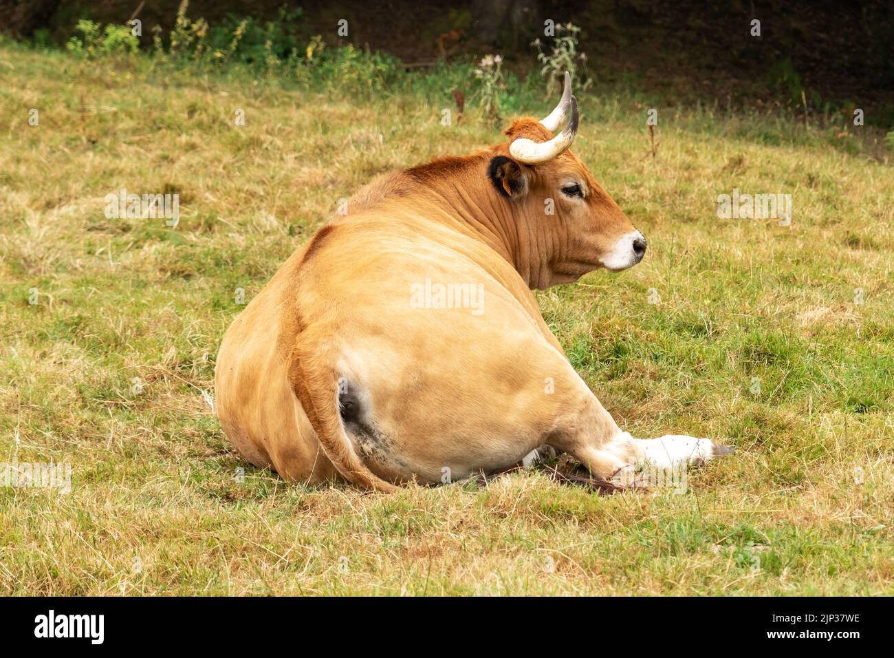 Beautiful brown asturian spanish cow with big horns resting on ranch ...