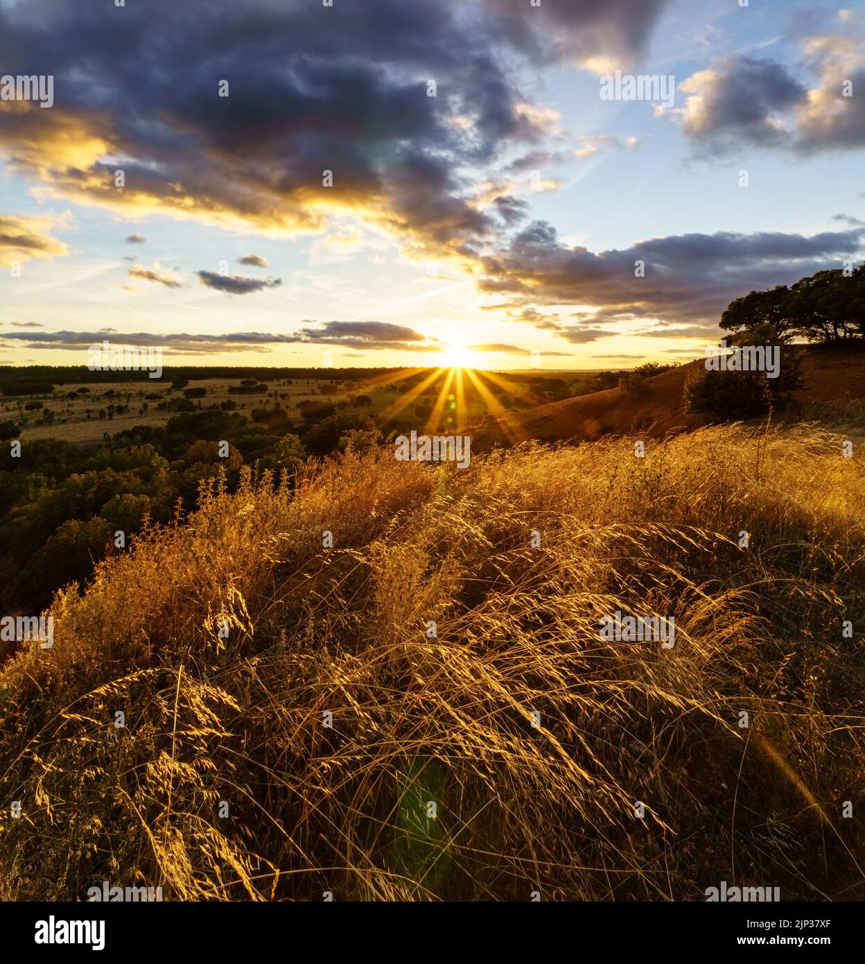 Sunset landscape in the field, trees, red earth and sky with big clouds ...