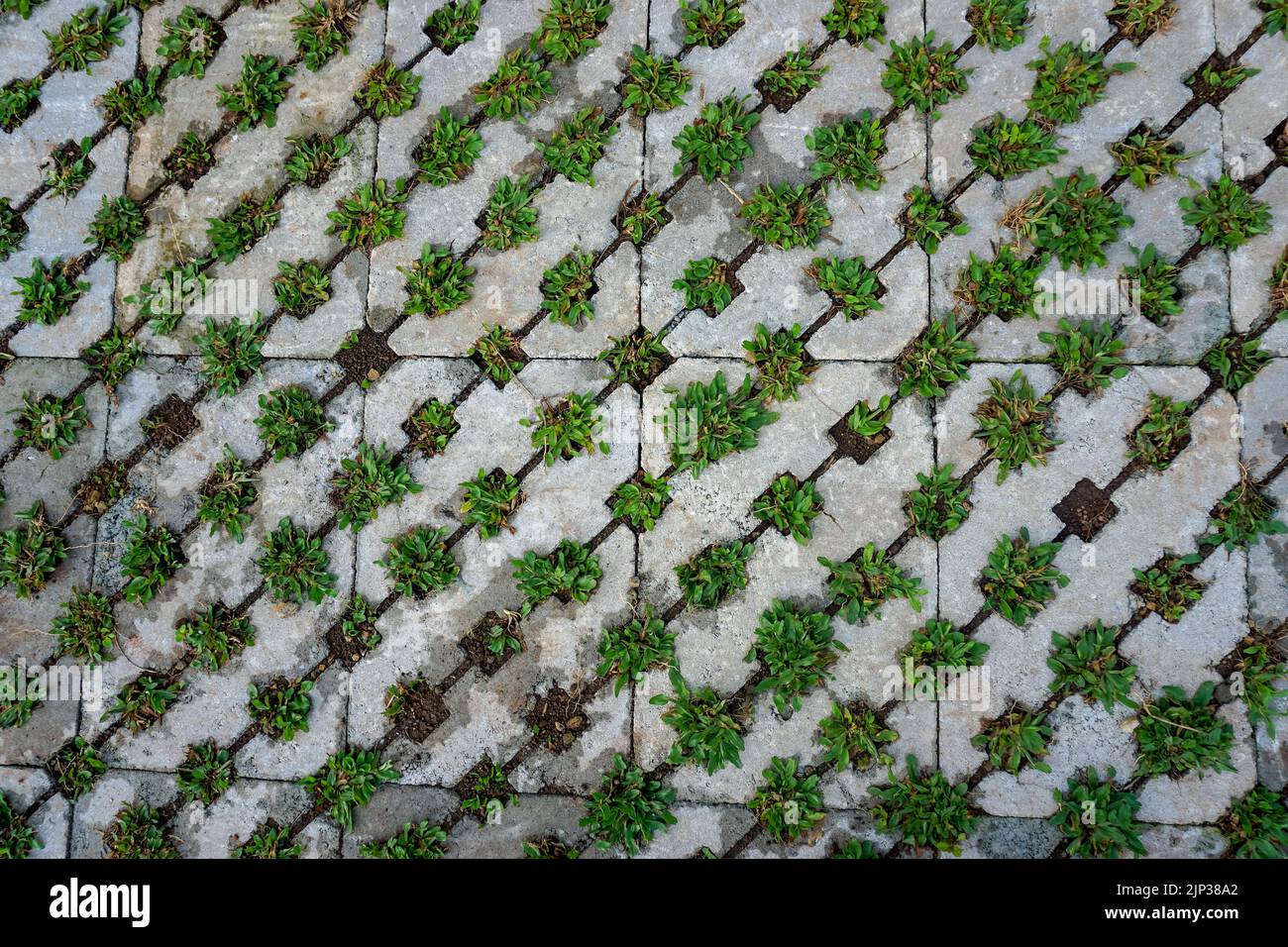 A top view of a structure of a paving block with green grass for ...