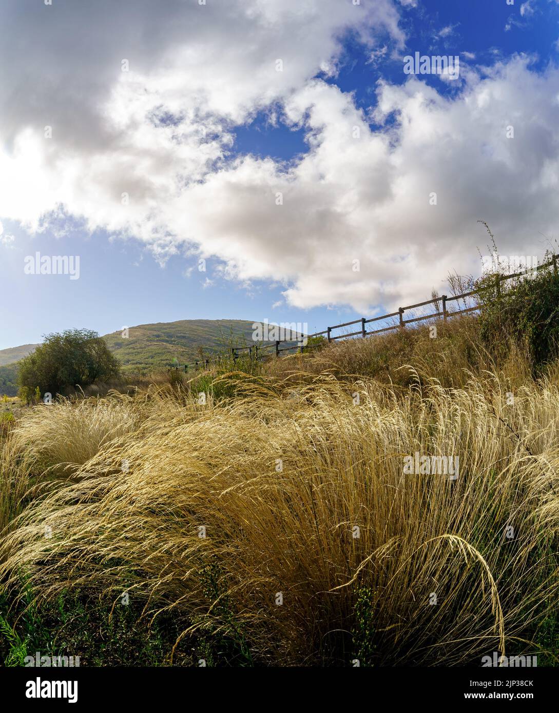 Country landscape with tall wild grasses with golden tones in spring ...