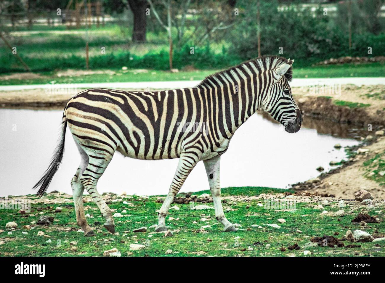 A beautiful zebra (Hippotigris) at the lakeside Stock Photo - Alamy