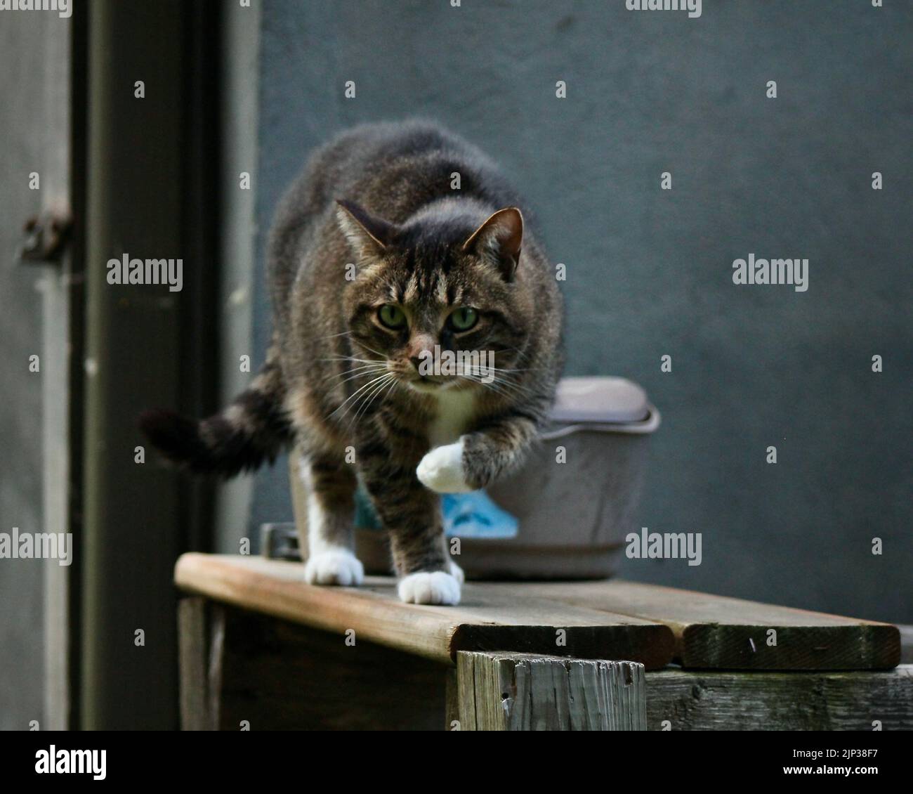 A fluffy cat walking on a wooden plank outdoors in daylight in Ontario ...