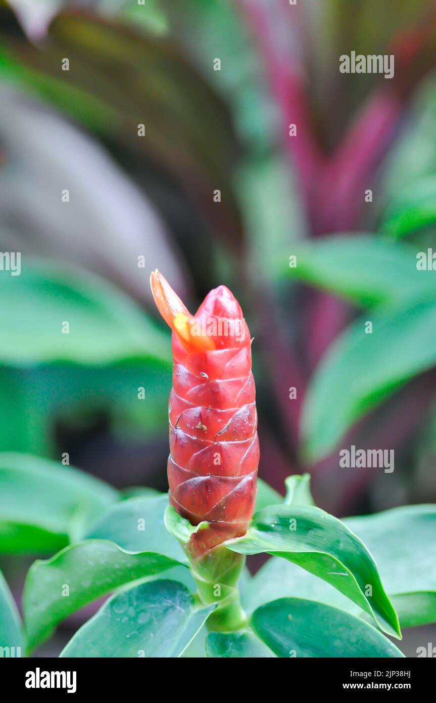 Costus speciosus, Crape ginger or Malay ginger or Spiral flag or Costus ...