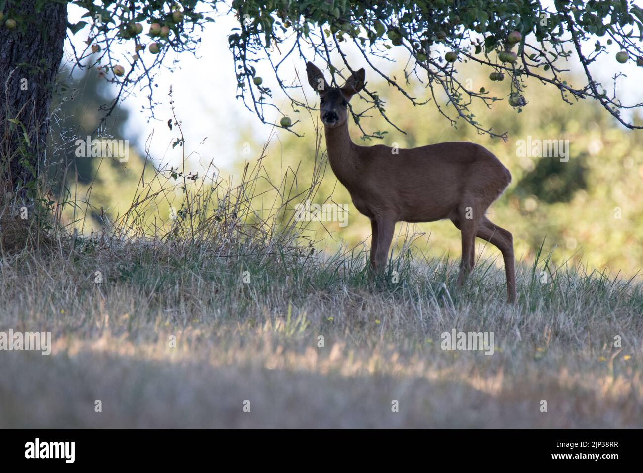 Meadow mammals hi-res stock photography and images - Alamy