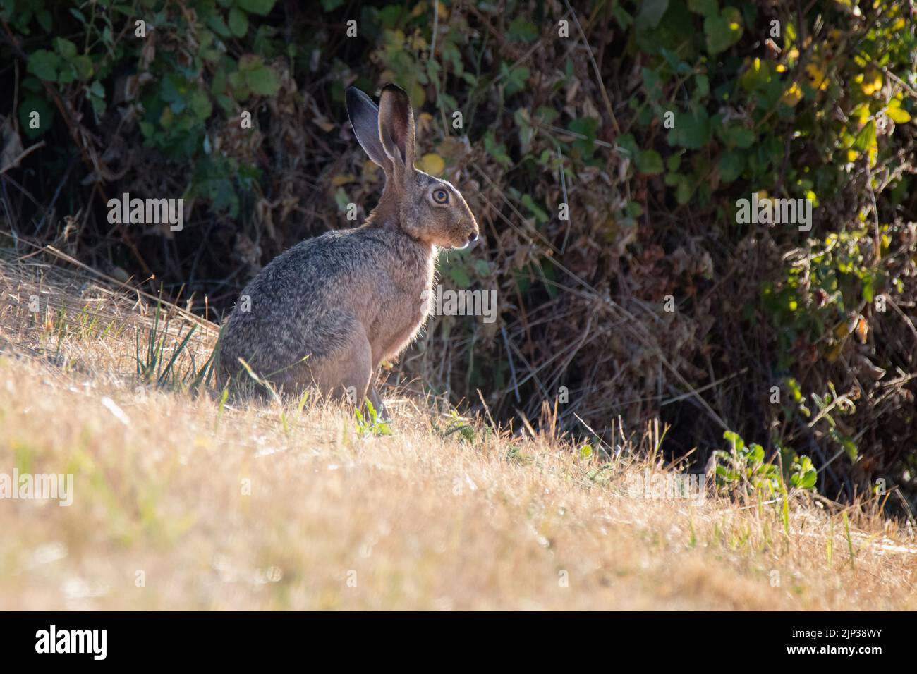 Brown hare closeup portrait hi-res stock photography and images - Alamy