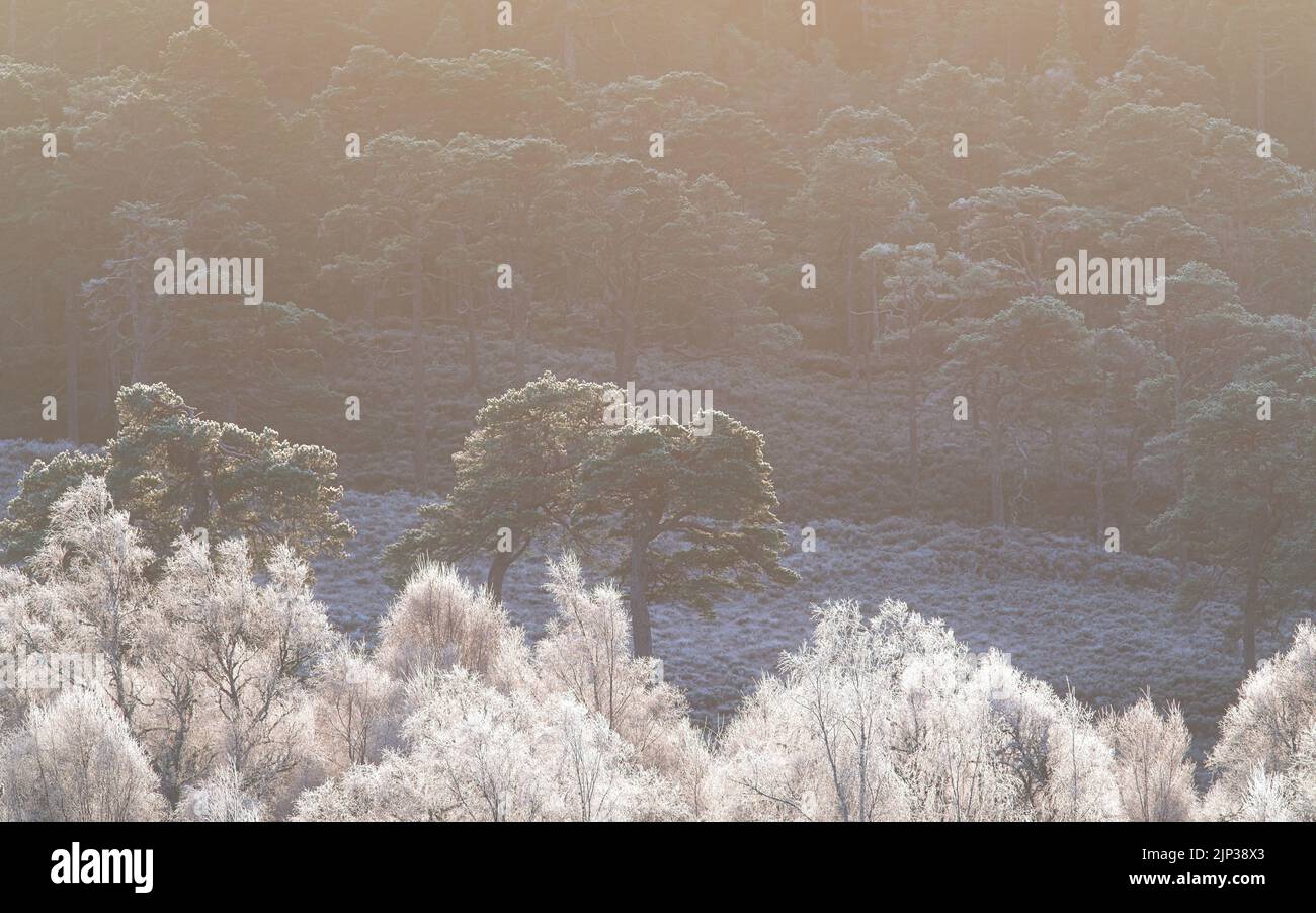 Thick layers of rime frost coating Scots Pine trees in the Caledonian ...
