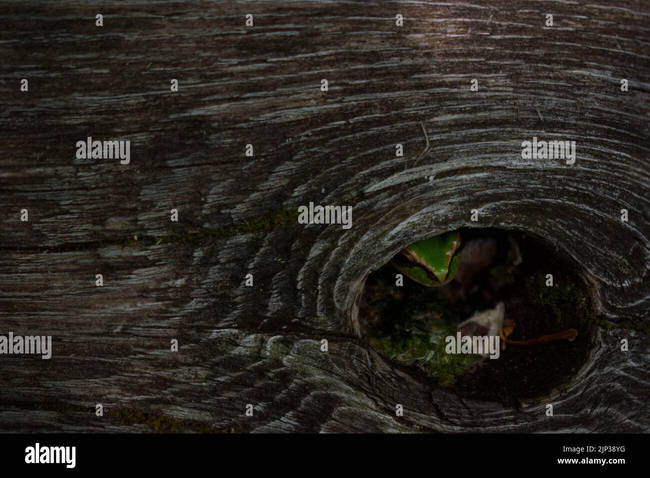 A small green fog hiding in a tree trunk hole in a forest in daylight ...
