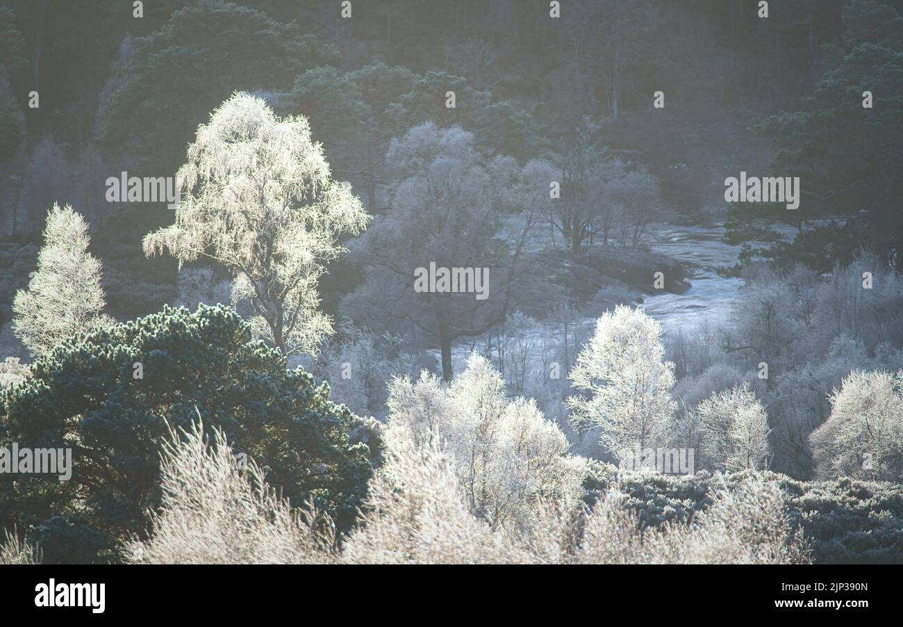 Thick layers of rime frost coating Scots Pine trees in the Caledonian ...