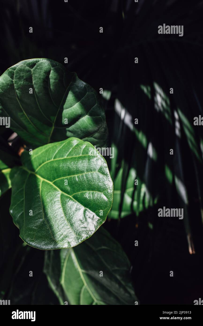 Fiddle tree fig leaf hi-res stock photography and images - Alamy