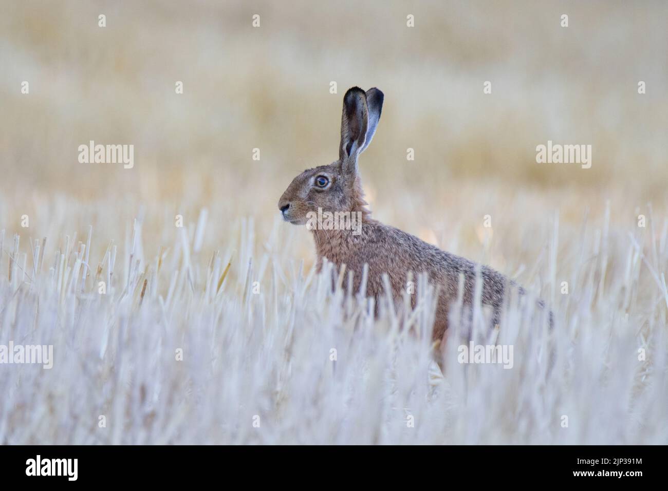 Brown hare closeup portrait hi-res stock photography and images - Alamy