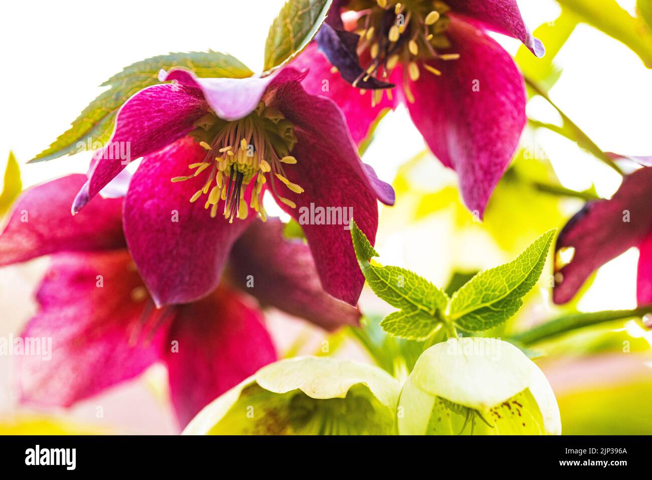 christian rose, christian roses Stock Photo - Alamy