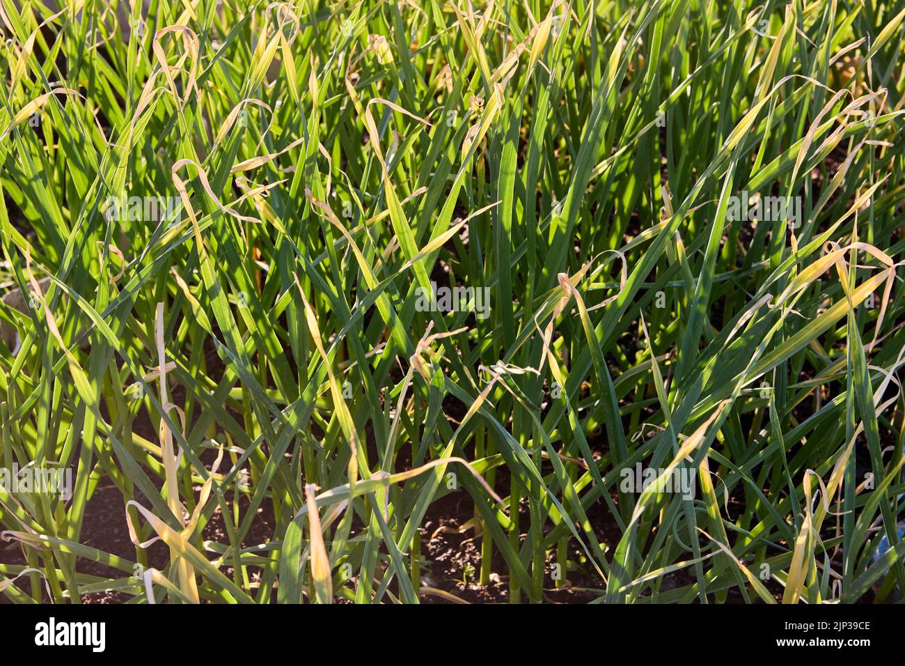 Wild grass sedge field weed, full frame backdrop texture Stock Photo - Alamy