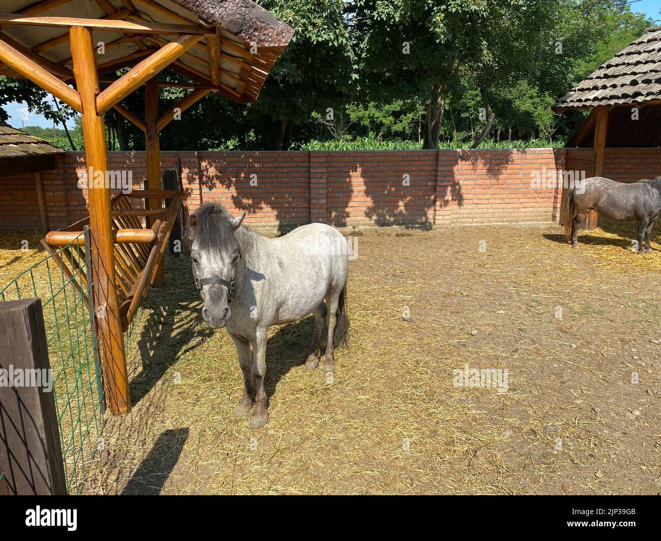 A cute domestic pony horse on a ranch in a rural area on a sunny day ...