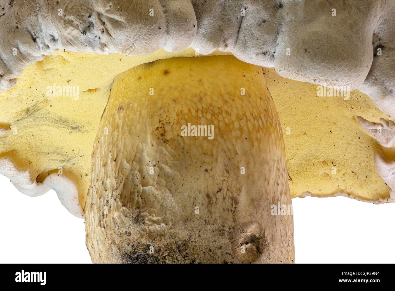 A closeup of a rooting bolete (Caloboletus radicans) on white ...