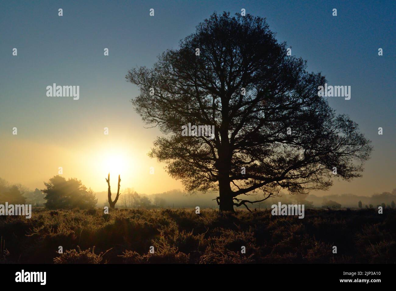 Sunset captured in a forked tree next to a big tree on a fenn Stock ...