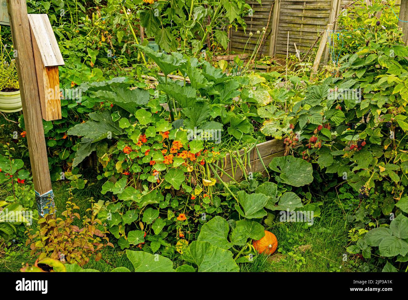 garden, domestic farming, raised bed, gardens, raised beds Stock Photo ...