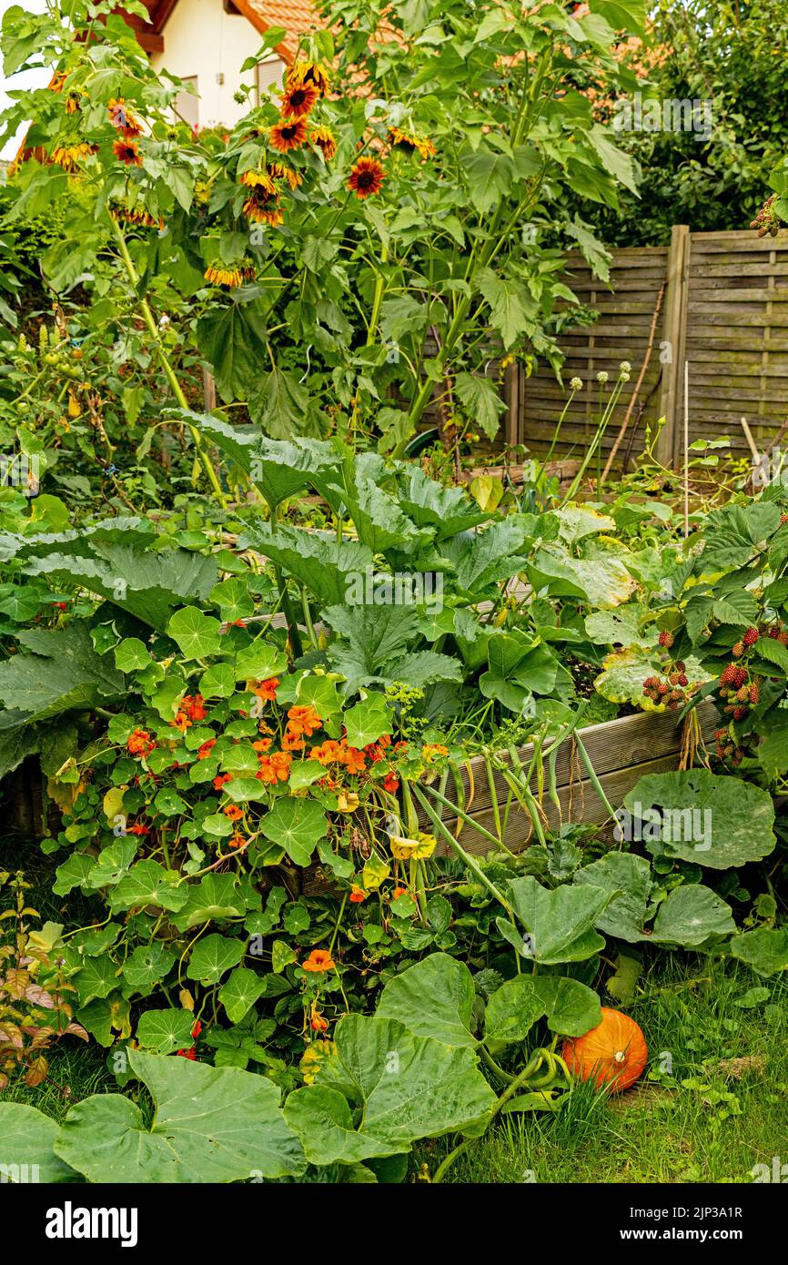 garden, domestic farming, raised bed, gardens, raised beds Stock Photo ...