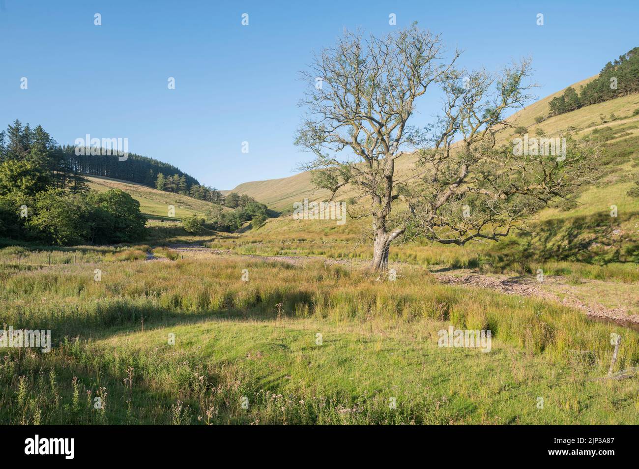 Ash tree at the entrance to Cwm Crew suffering from ash dieback disease ...