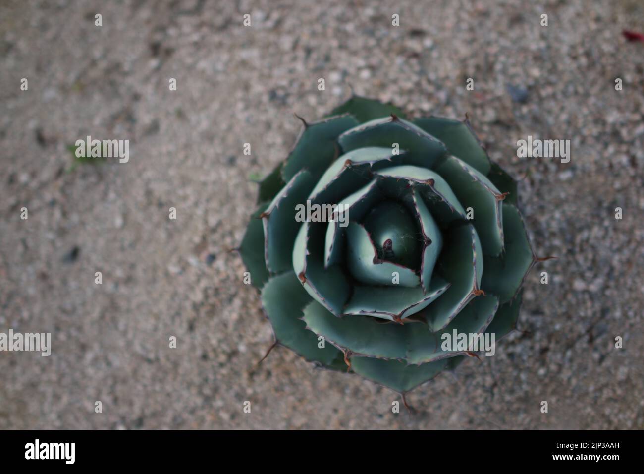 A closeup top view of a Verschaffelt agave plant growing from a sandy ...