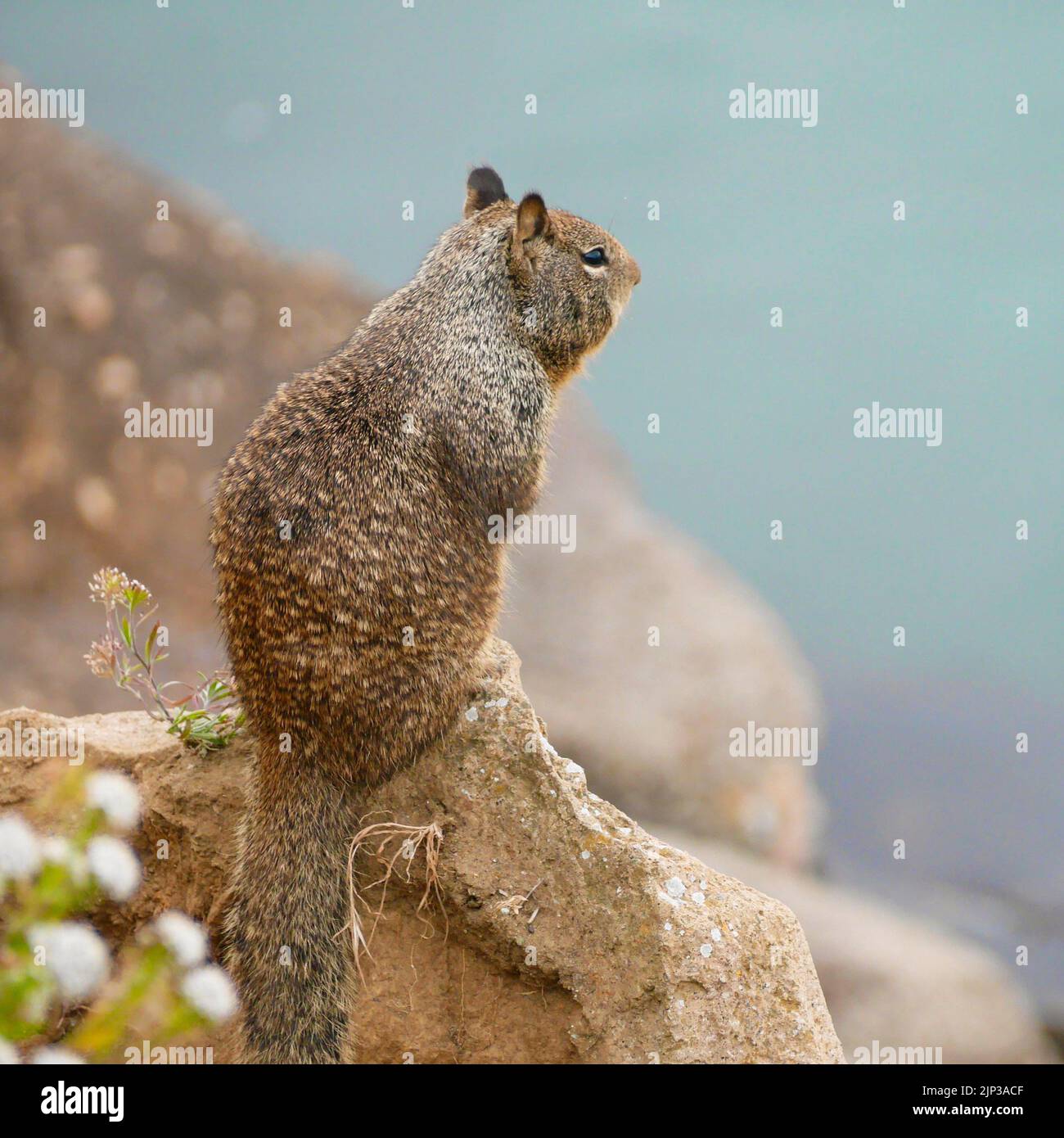 ground squirrel, ground squirrels Stock Photo - Alamy