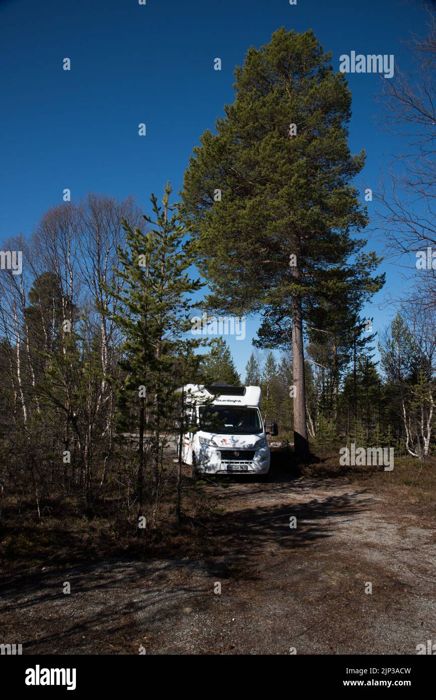 pine tree n in Norway's Trøndelag county at lake Rambergsjøen with a ...