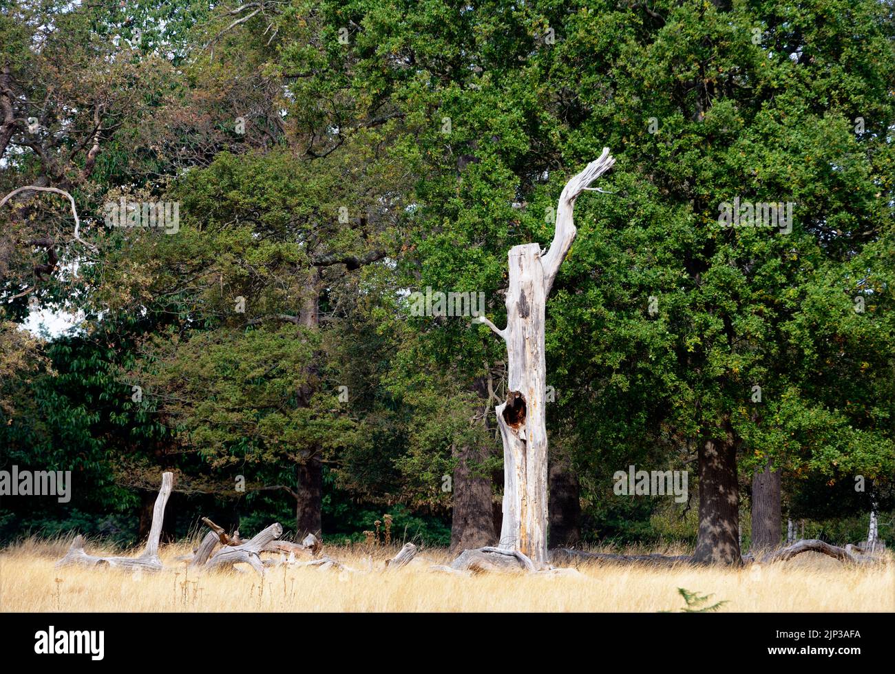 Old broken tree in Richmond Park, London, England Stock Photo - Alamy