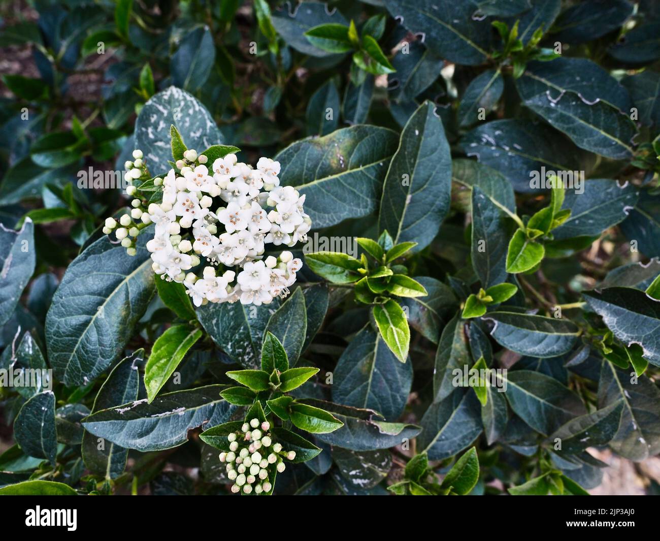 A closeup top view of small delicate laurustinus flowers with a ...