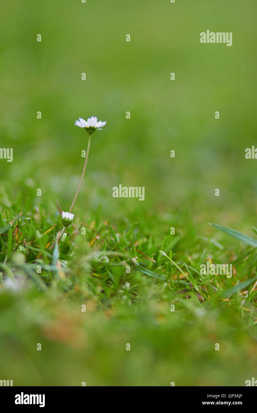 A vertical closeup shot of a small common daisy on a green field with ...