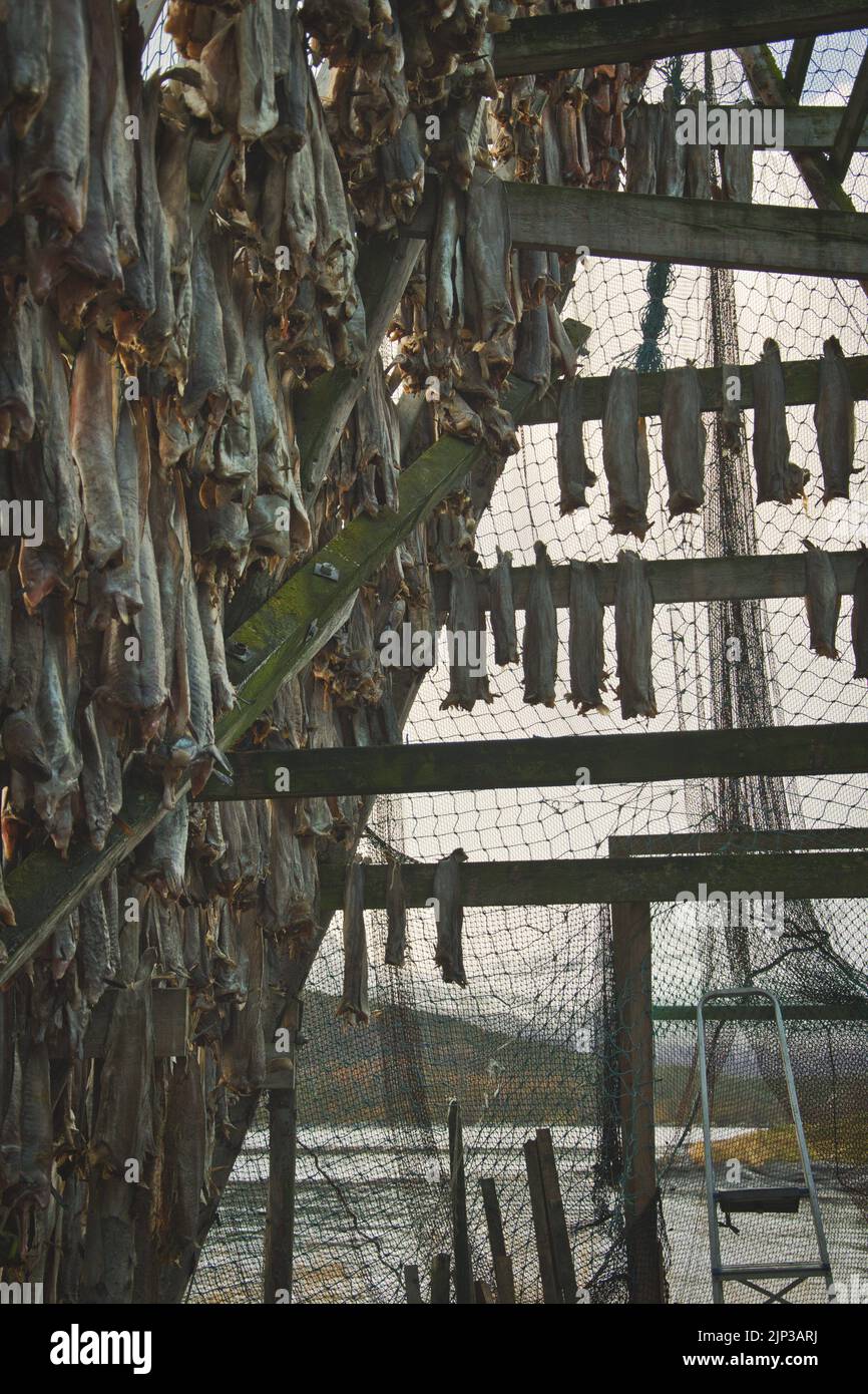 Rows of Norwegian stockfish in a rack for air drying Stock Photo - Alamy