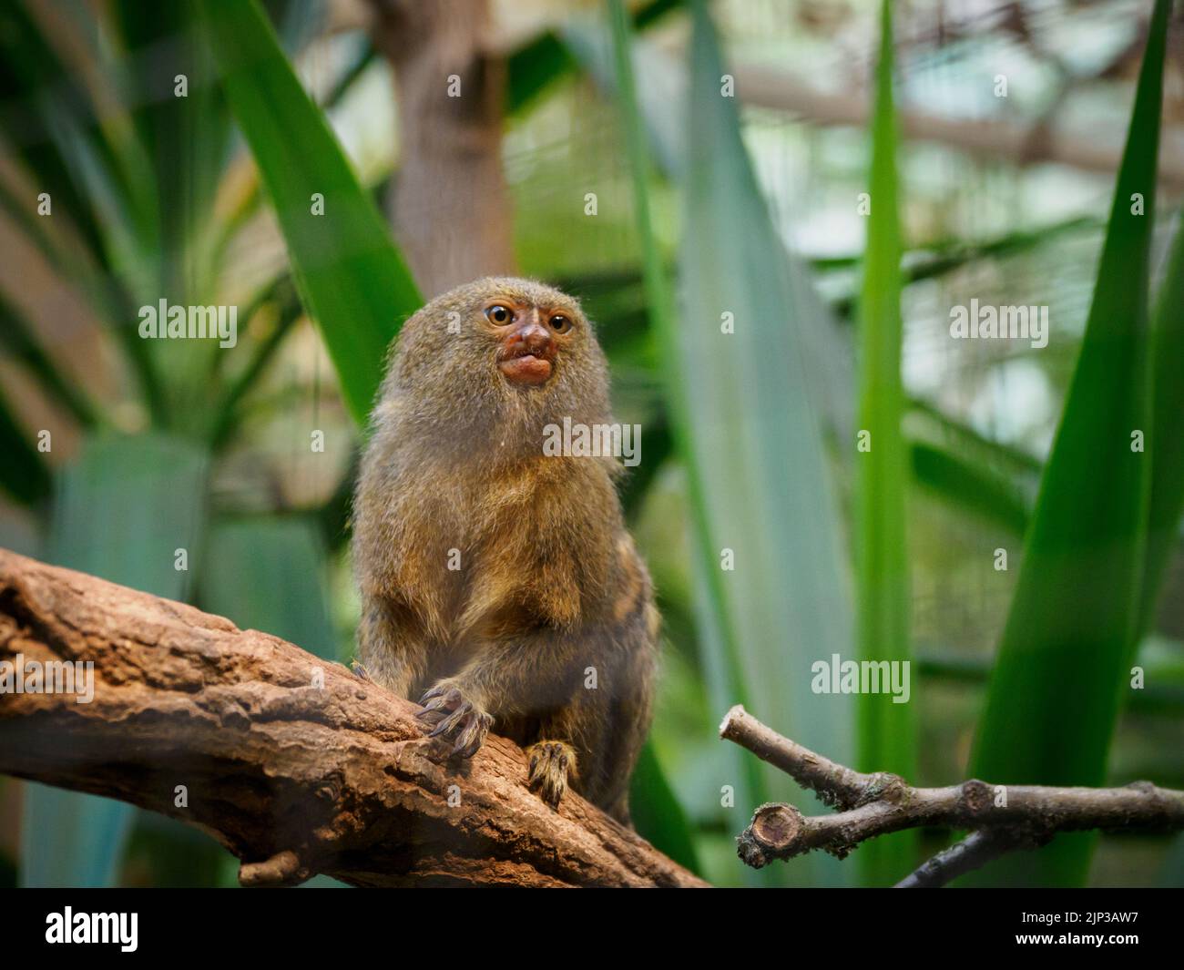 marmoset, marmosets, white-headed marmoset Stock Photo - Alamy