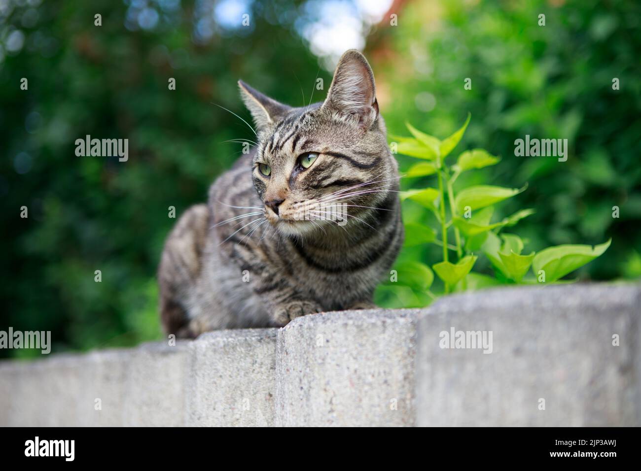 cat, free range, cats Stock Photo - Alamy