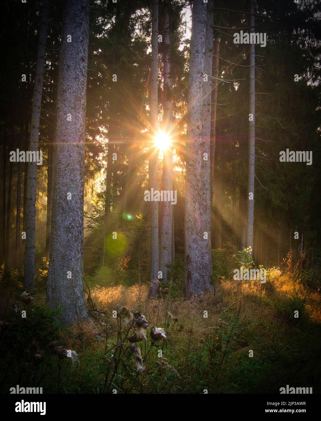 forest, sunbeams, morning light, forests, wood, woodland, woods, sun ...