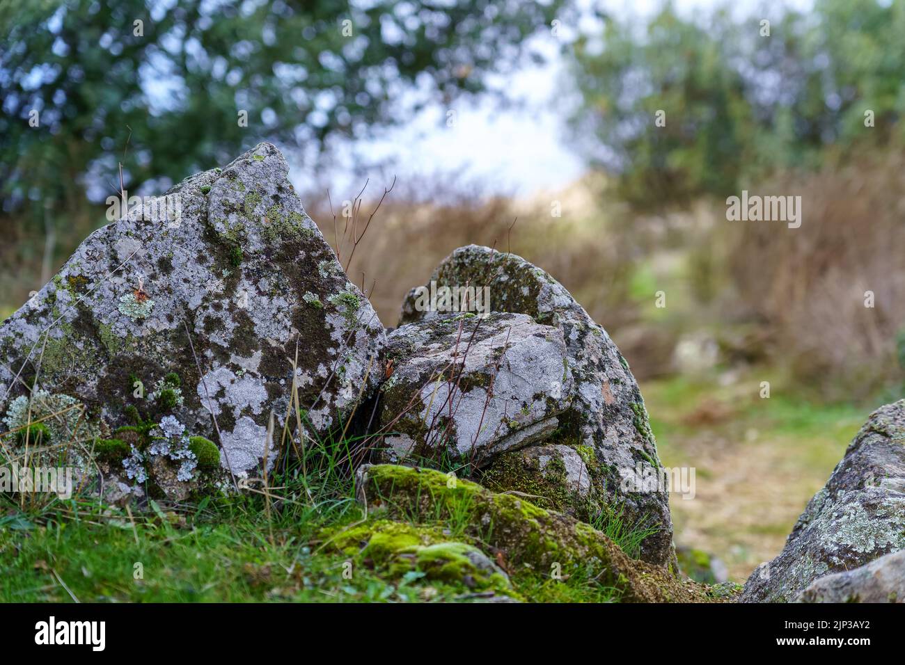 Detail of rocks in the field with different colors, moss and grass on ...