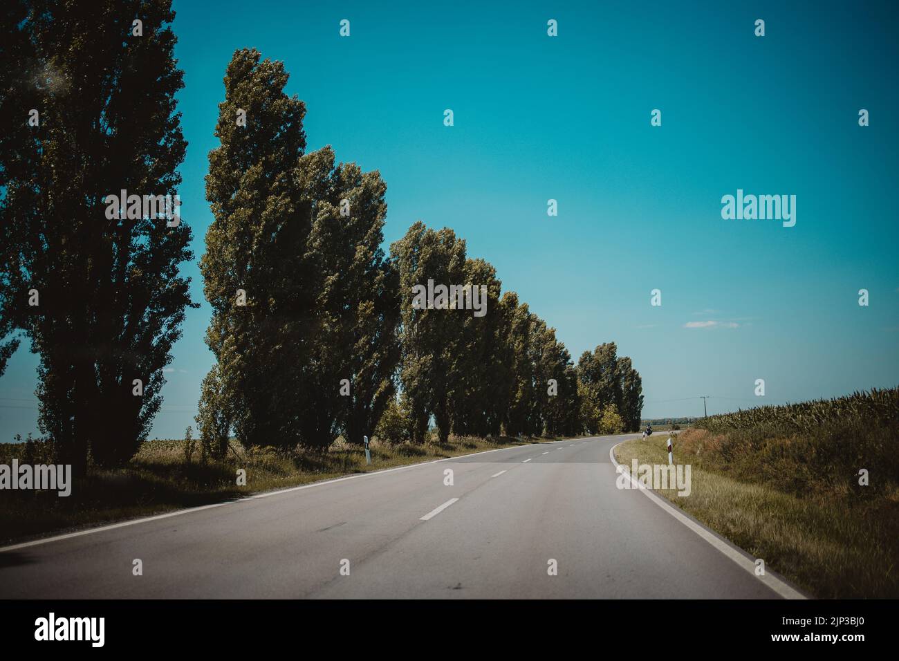 An asphalt road through trees Stock Photo - Alamy
