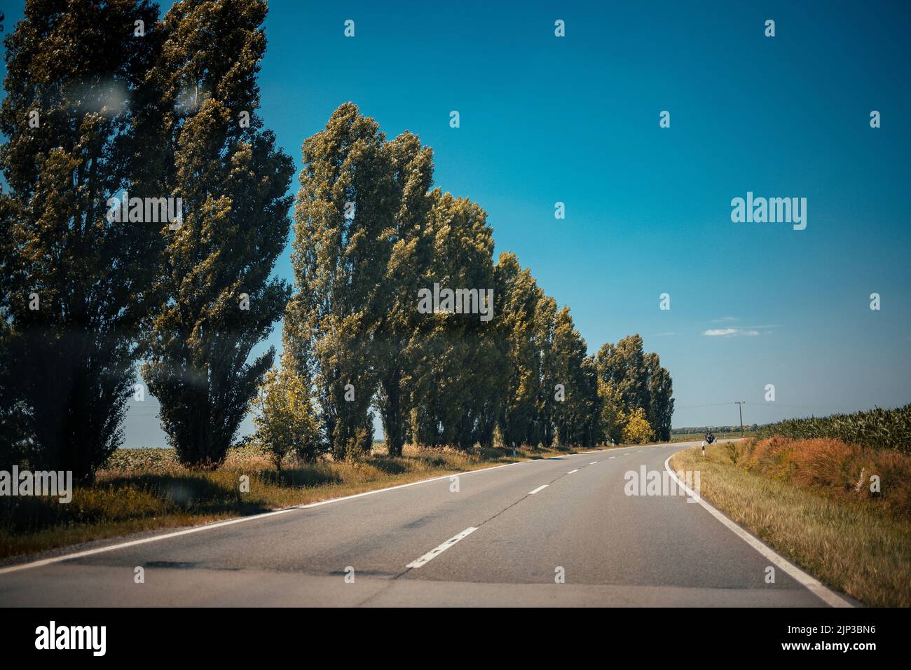 An asphalt road through trees Stock Photo - Alamy