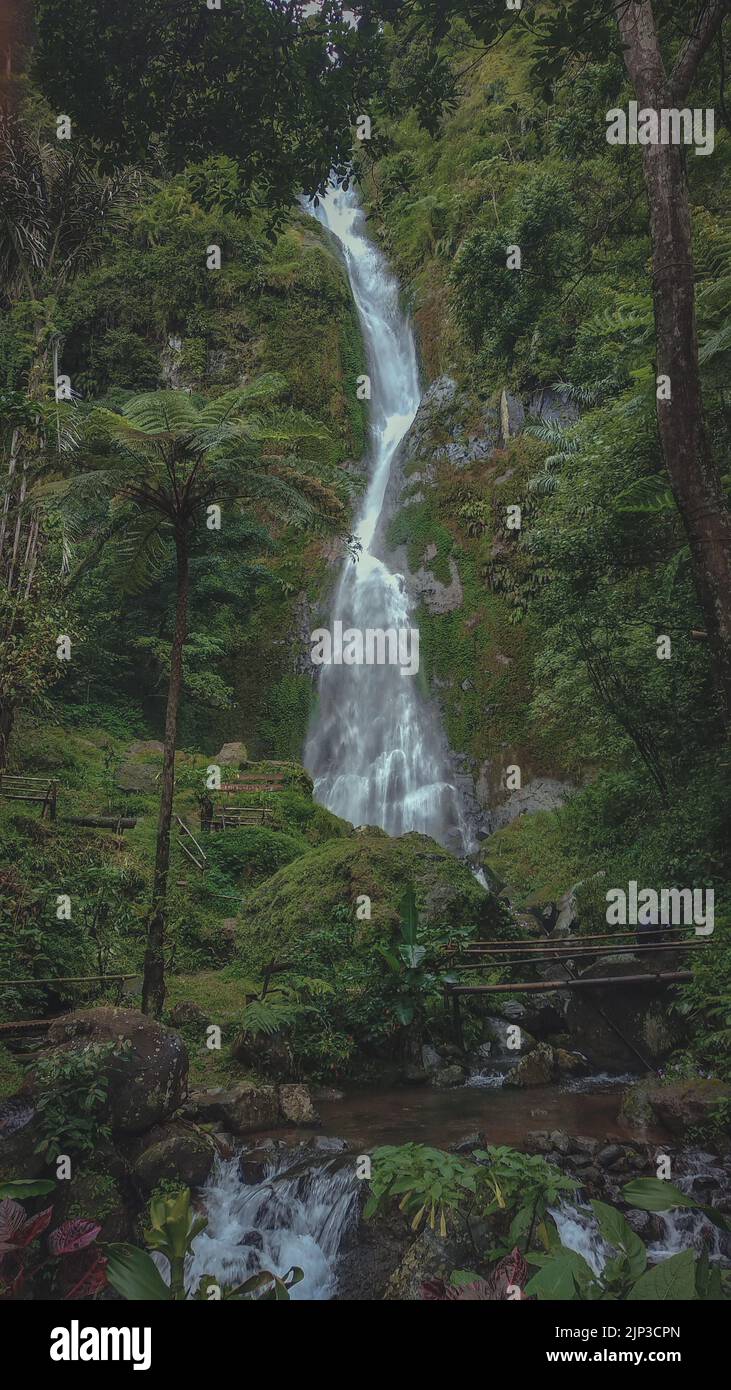A vertical shot of a waterfall in a glorious green jungle Stock Photo ...