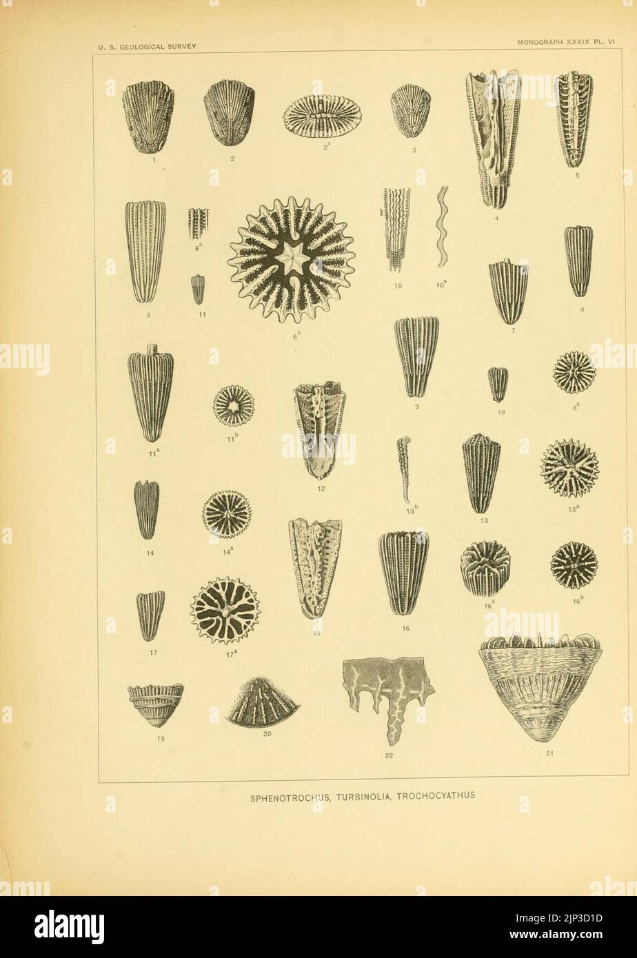 The Eocene and lower Oligocene coral faunas of the United States, with ...