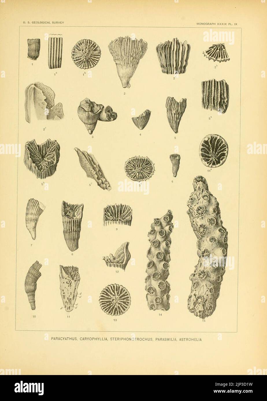 The Eocene and lower Oligocene coral faunas of the United States, with ...