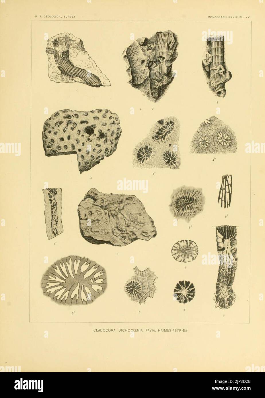 The Eocene and lower Oligocene coral faunas of the United States, with ...