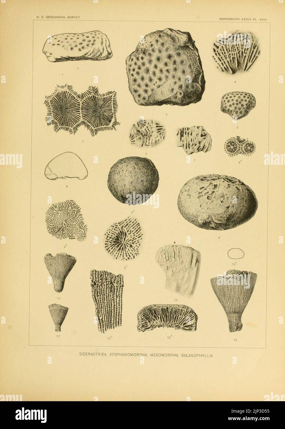 The Eocene and lower Oligocene coral faunas of the United States, with ...