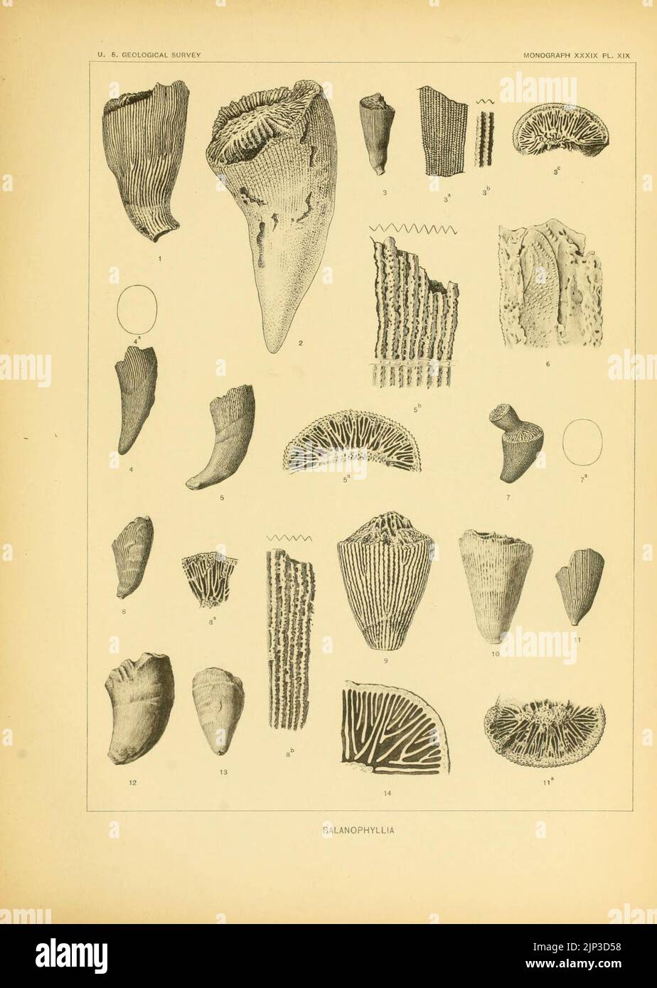 The Eocene and lower Oligocene coral faunas of the United States, with ...