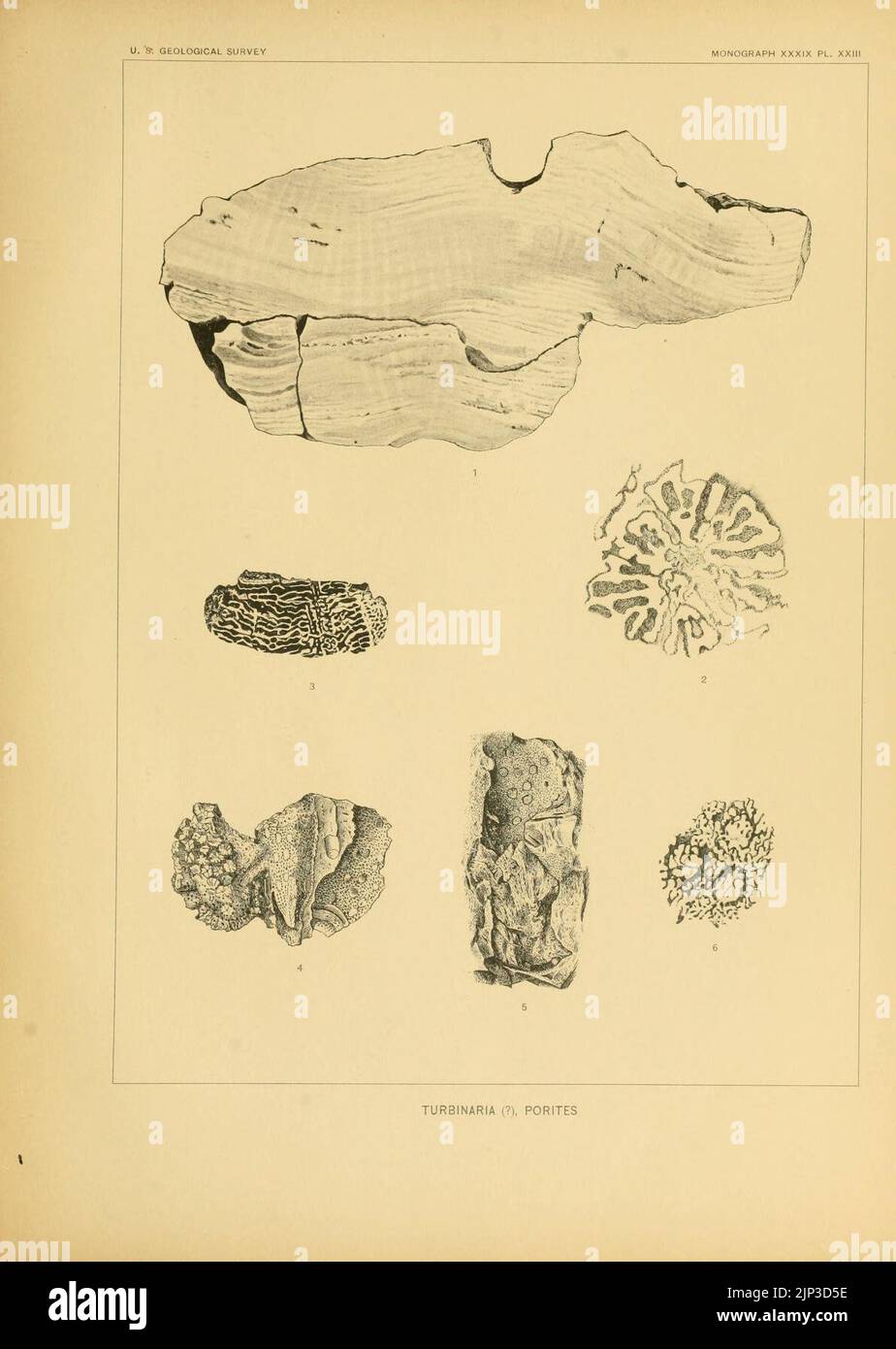 The Eocene and lower Oligocene coral faunas of the United States, with ...