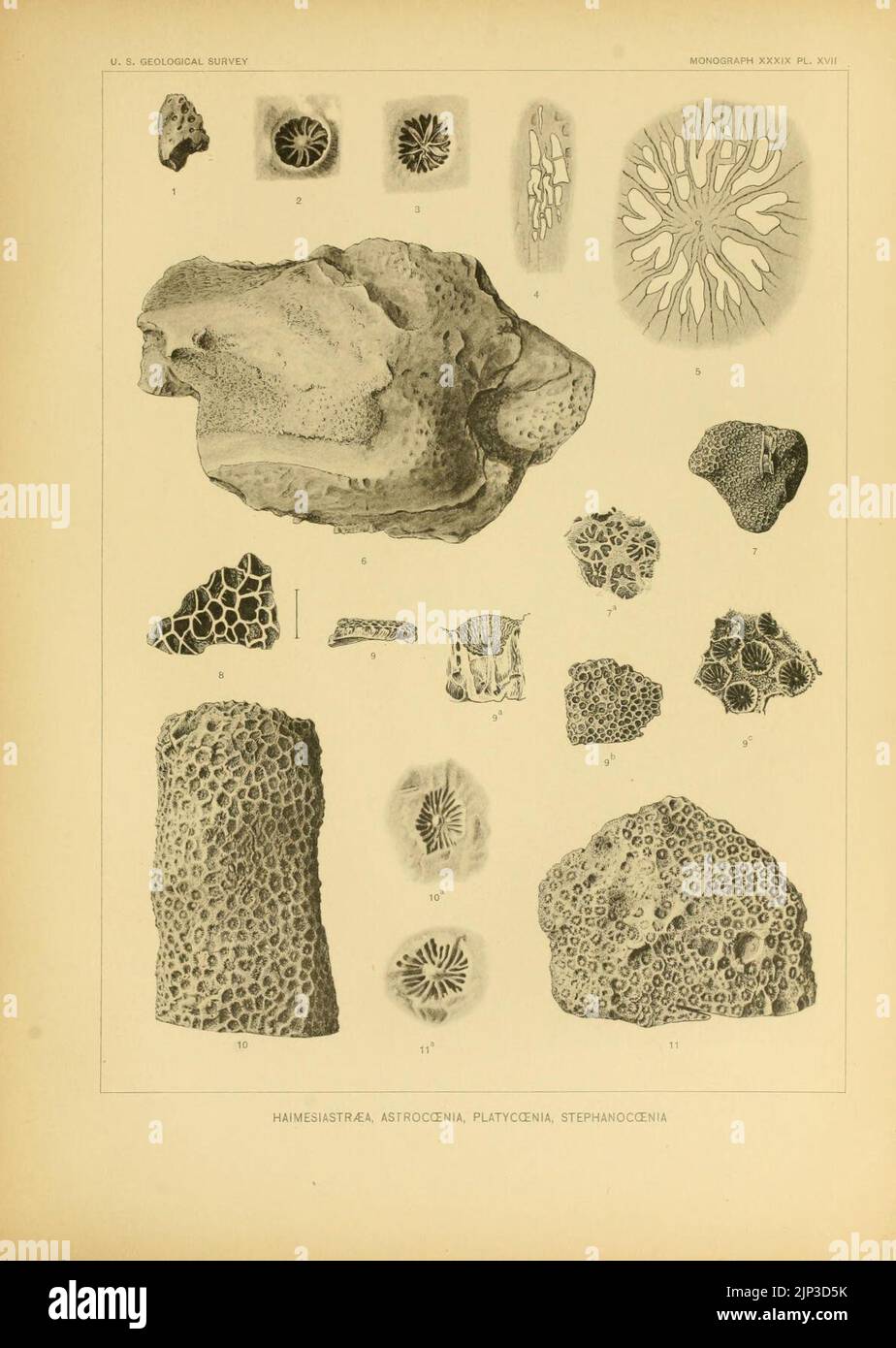 The Eocene and lower Oligocene coral faunas of the United States, with ...