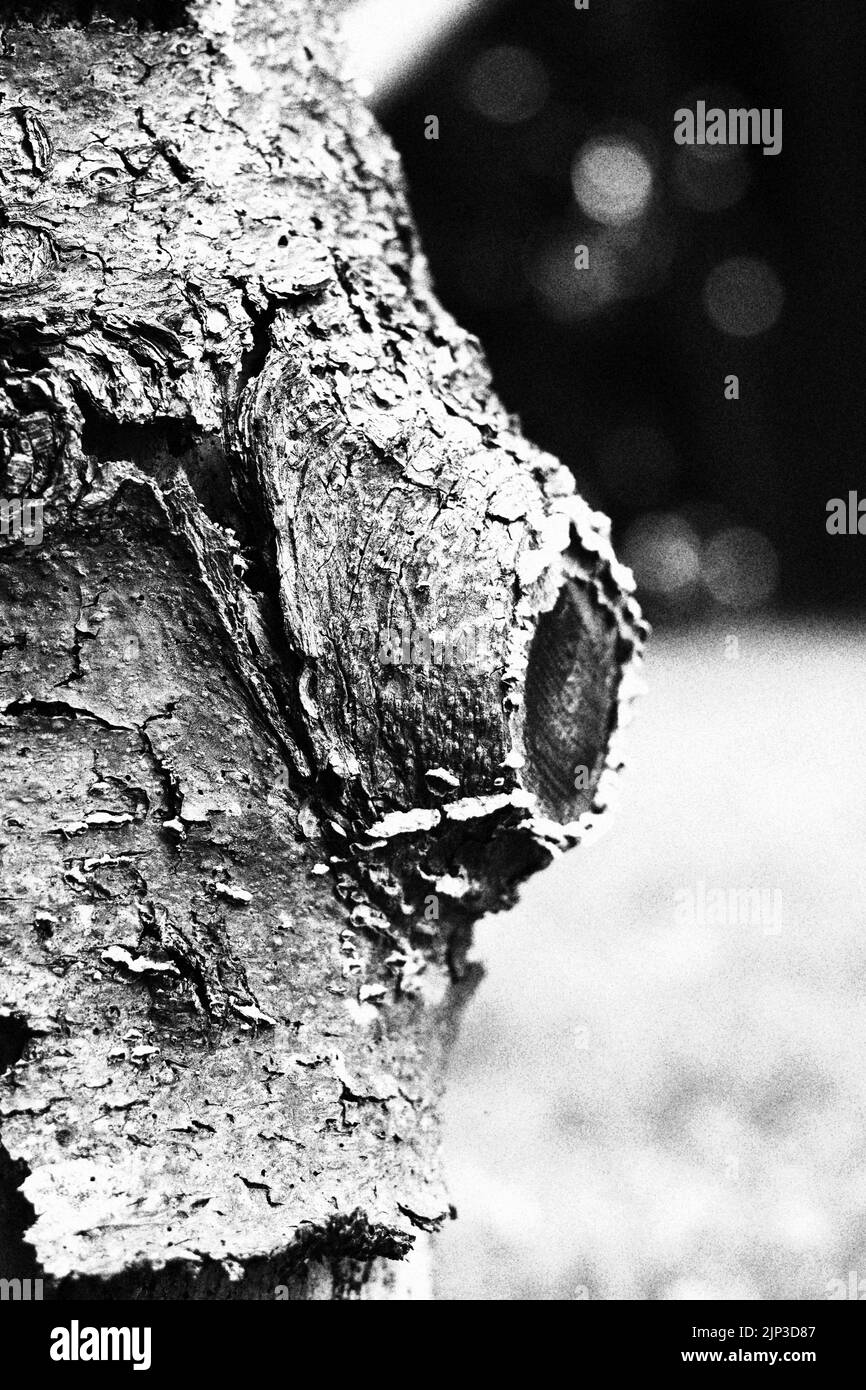 Tree bark trunk nature Black and White Stock Photos & Images - Alamy