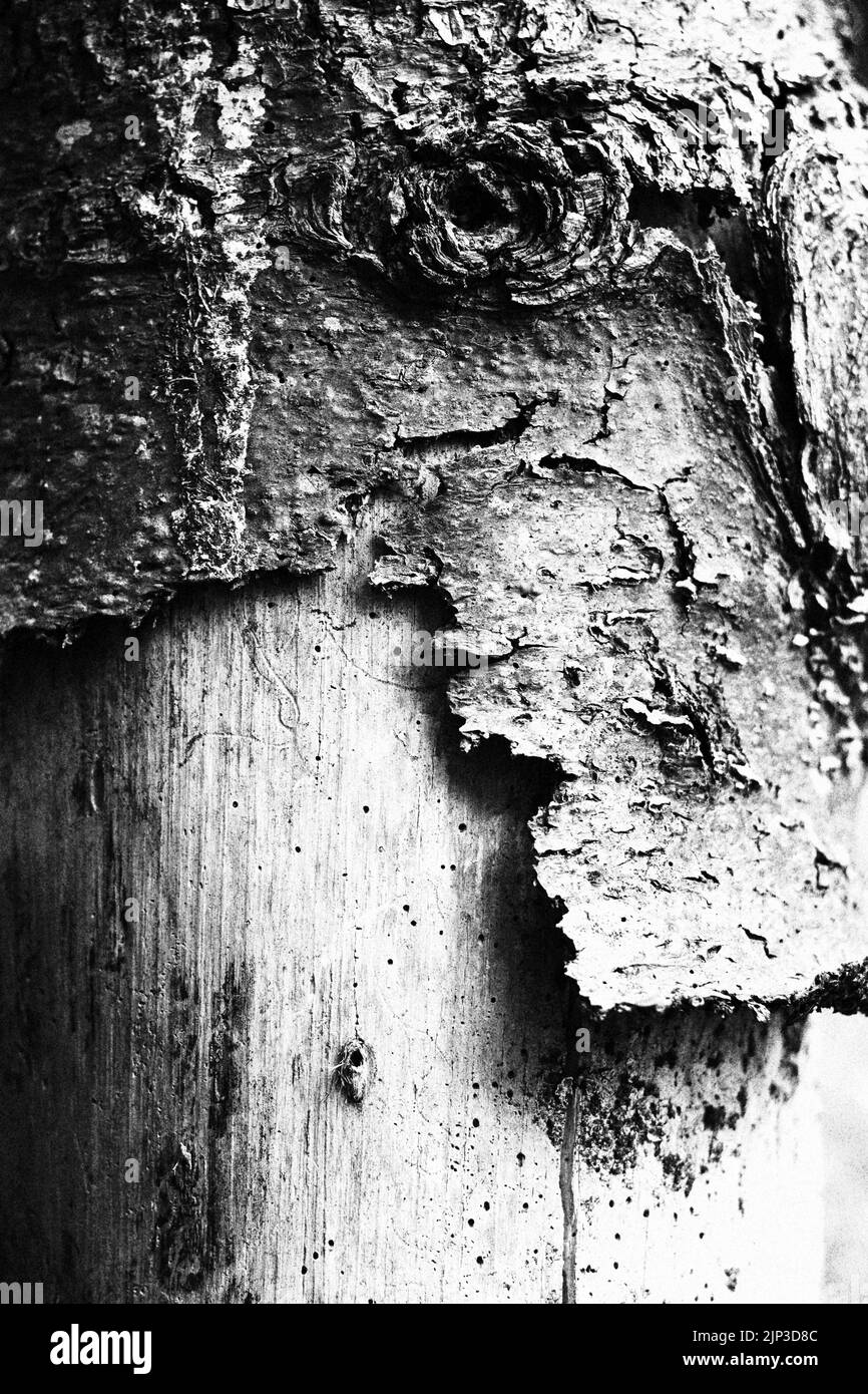 Very old tree Black and White Stock Photos & Images - Alamy