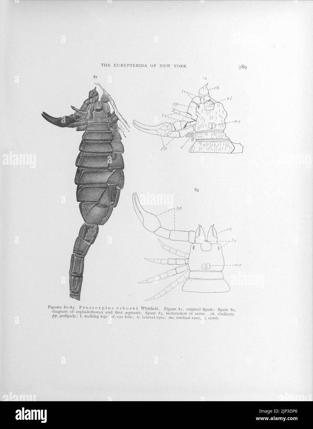 Eurypterida hi-res stock photography and images - Alamy