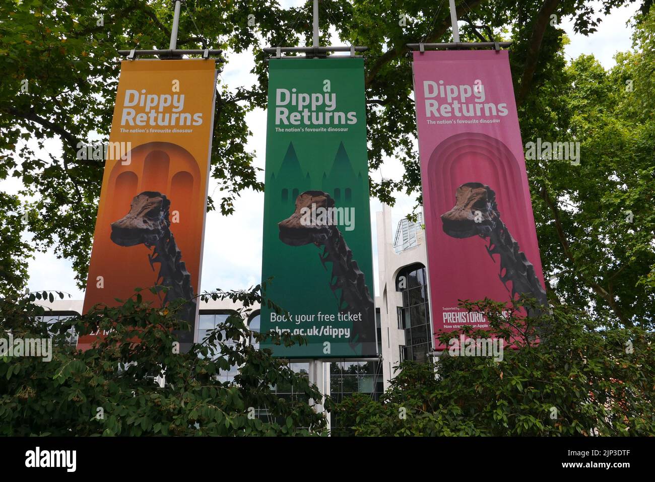 Dippy is back till 2 January 2023 .Dippy was the first Diplodocus (DIP-low-DOCK-us) to go on ...