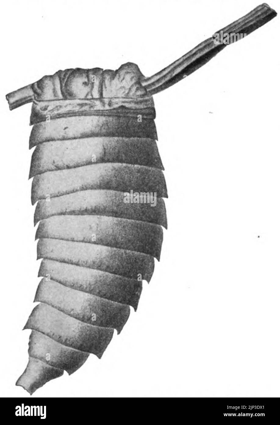 The Eurypterida of New York figure 67 Stock Photo - Alamy